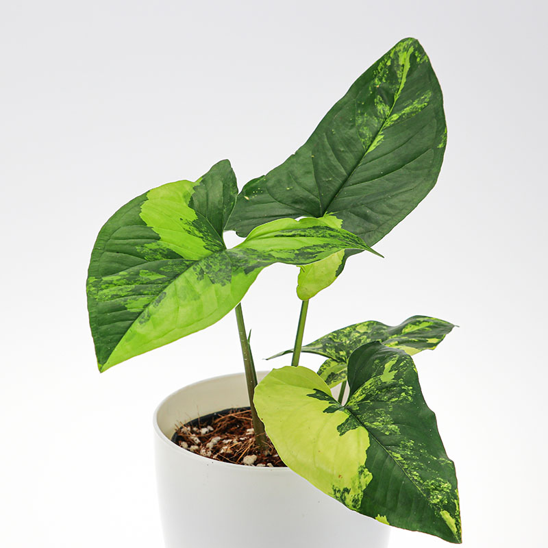 Syngonium T25 – The Plant Shop